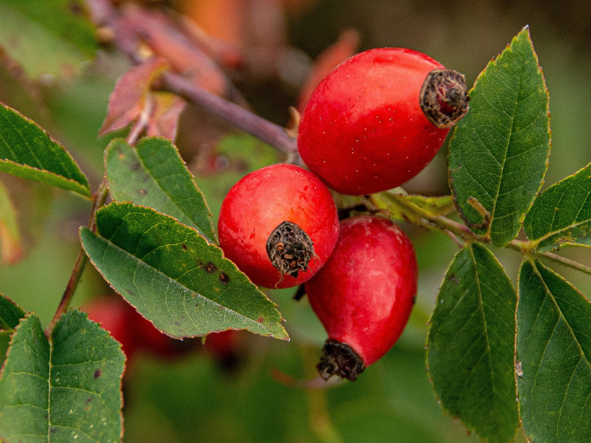 Rosehip Oil Benefits for Skin Hydration Radiance and Youthful Glow ...